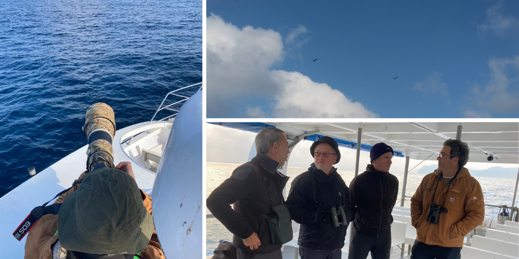 Bird And Cetacean Monitoring For Geroa Saitec Offshore Technologies